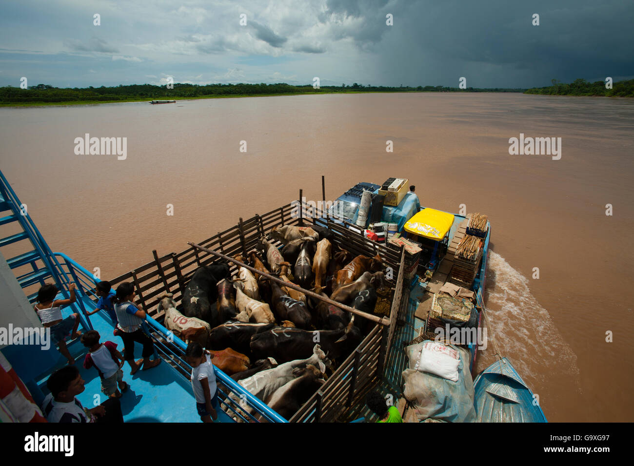 River barge transporting cattle and passengers on Rio Maranon, Amazon ...