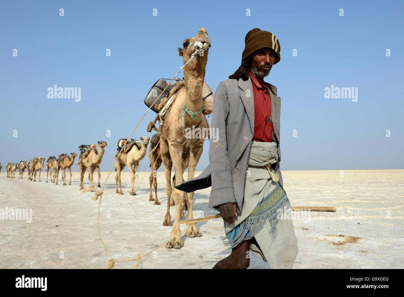 Salt caravans made up of hundreds of Dromedary camels (Camelus ...