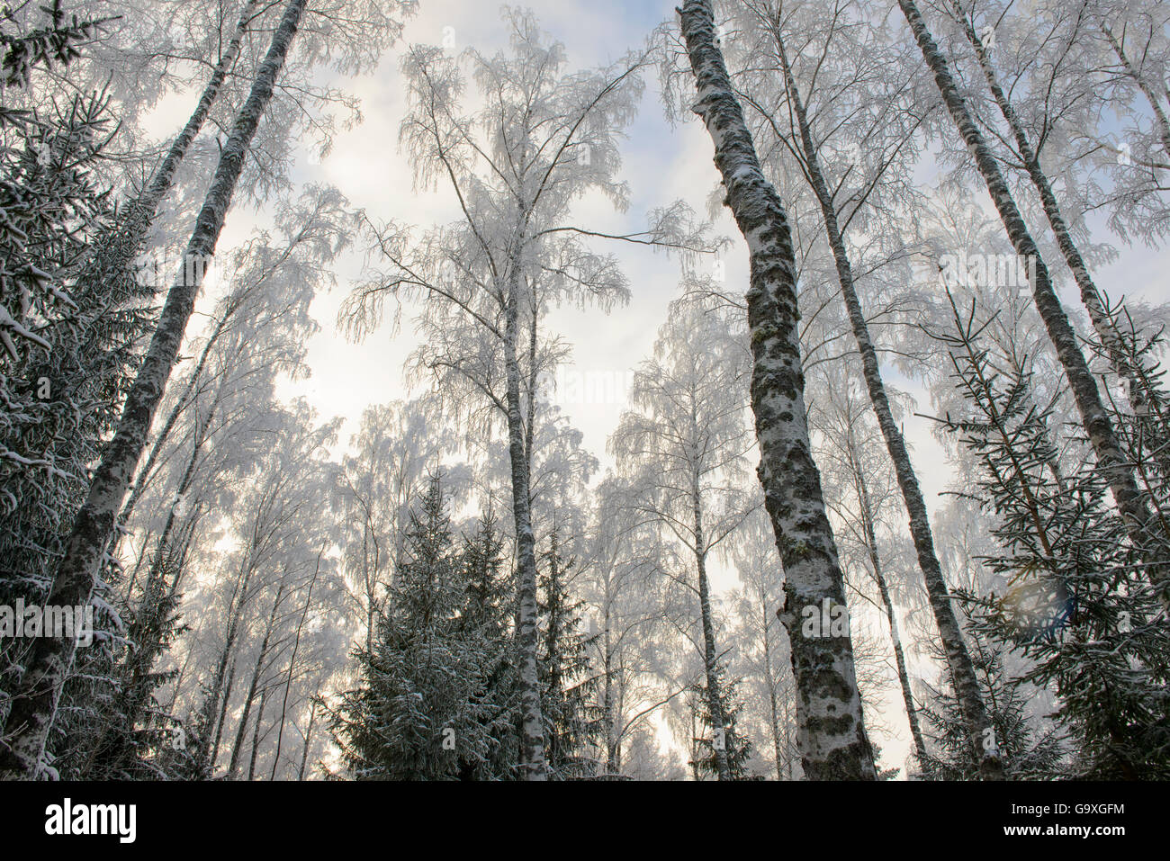 Birch betula sp trees hi-res stock photography and images - Alamy