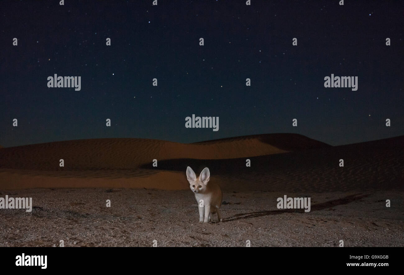 Fennec fox (Vulpes zerda) adult at night in sand dunes with starry sky ...