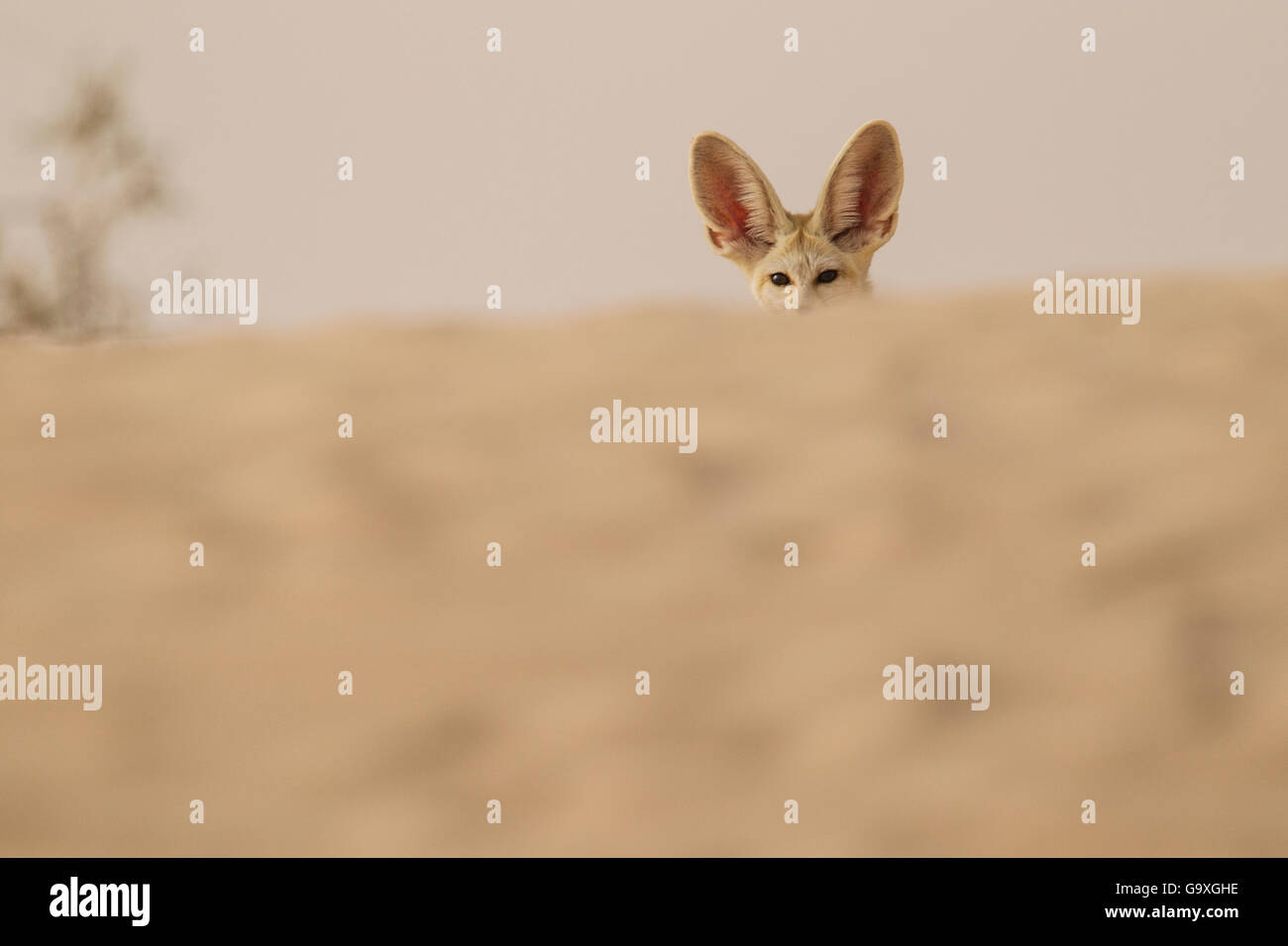 Fennec fox ears hi-res stock photography and images - Alamy