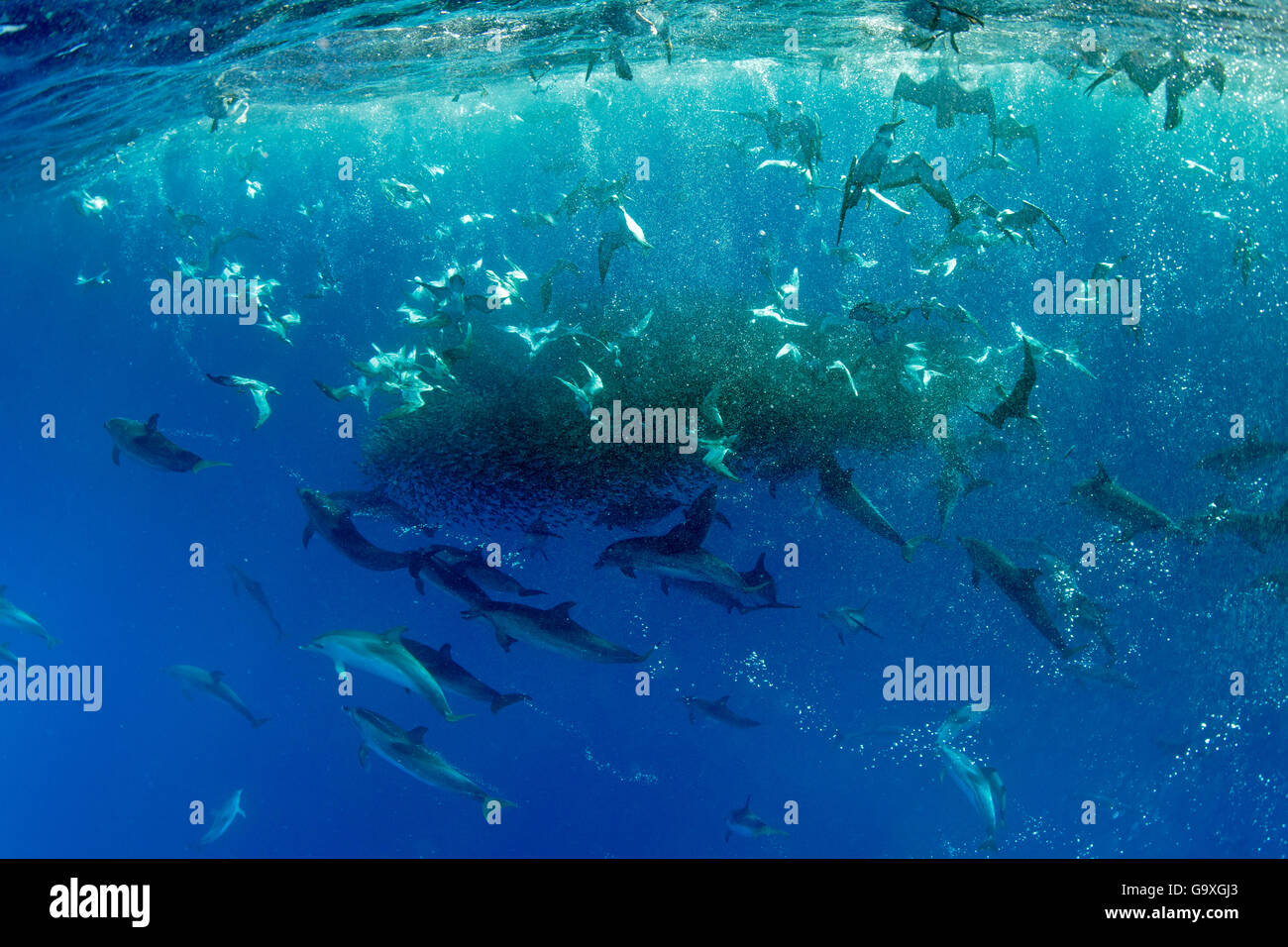 Cory's shearwaters (Calonectris diomedea) diving among a mass of ...
