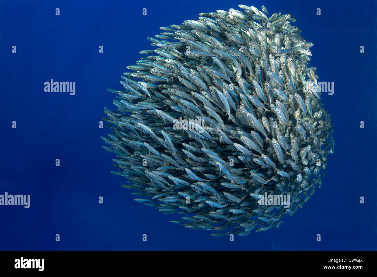 Blue jack mackerel, (Trachurus picturatus) baitball, Formigas Islet ...
