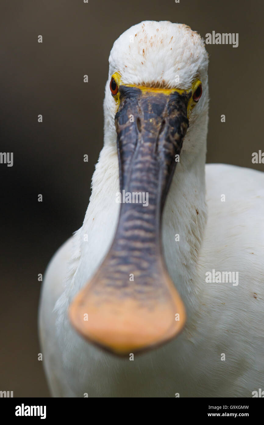 Portrait spoonbill hi-res stock photography and images - Alamy