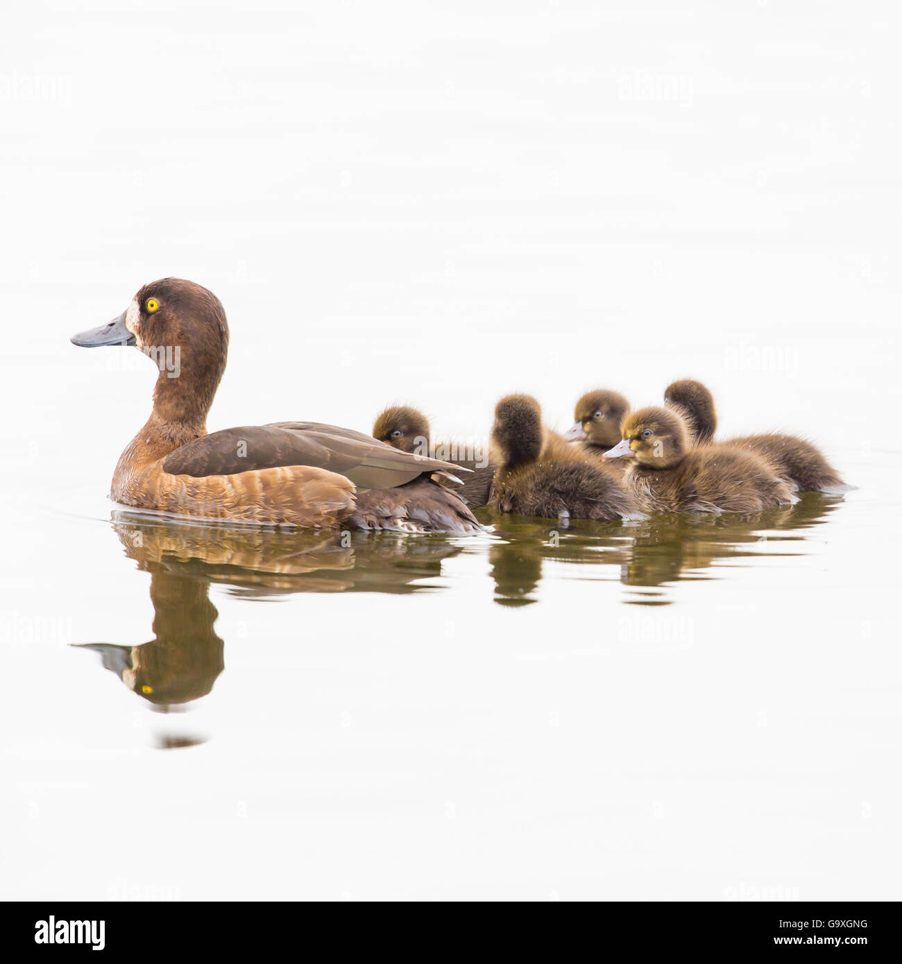 Offspring birds Cut Out Stock Images & Pictures - Alamy