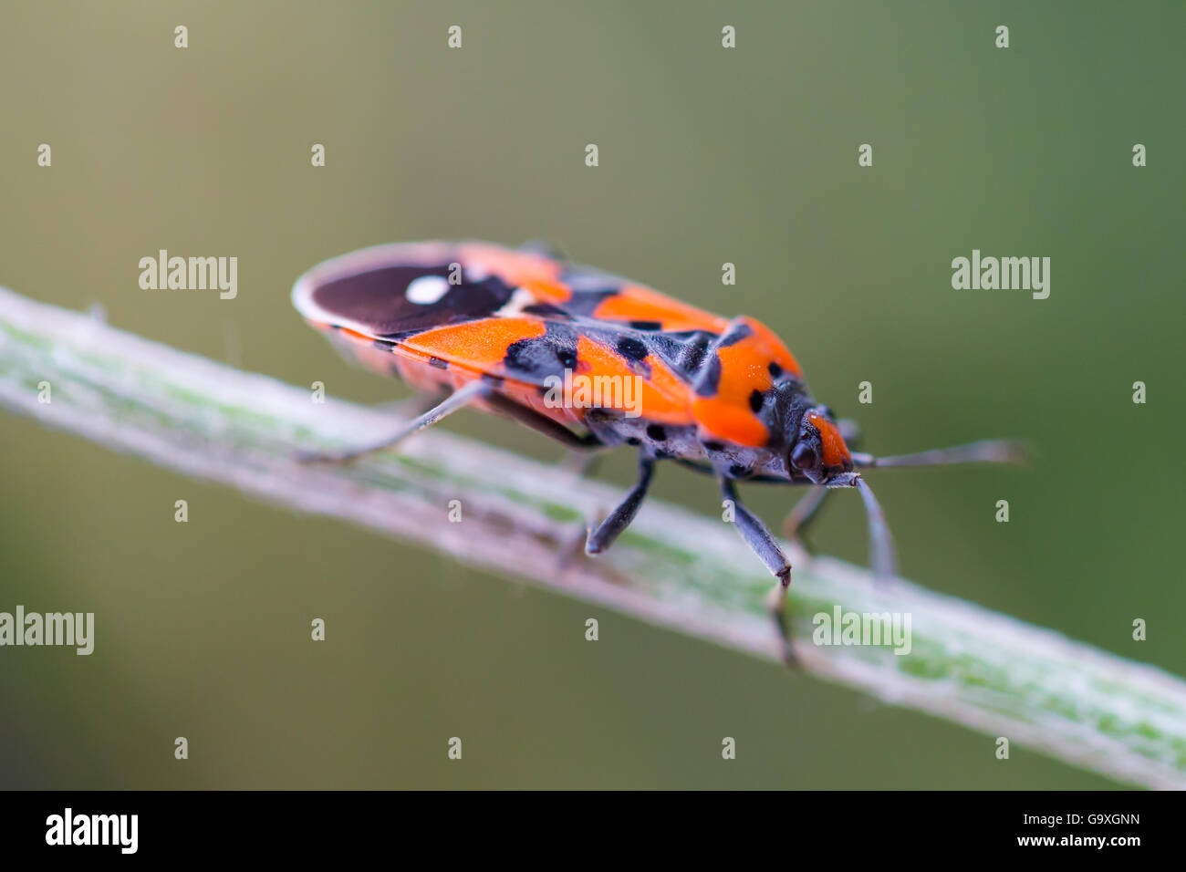 Macro of a natural knight bug standing on a grass stalk Stock Photo - Alamy