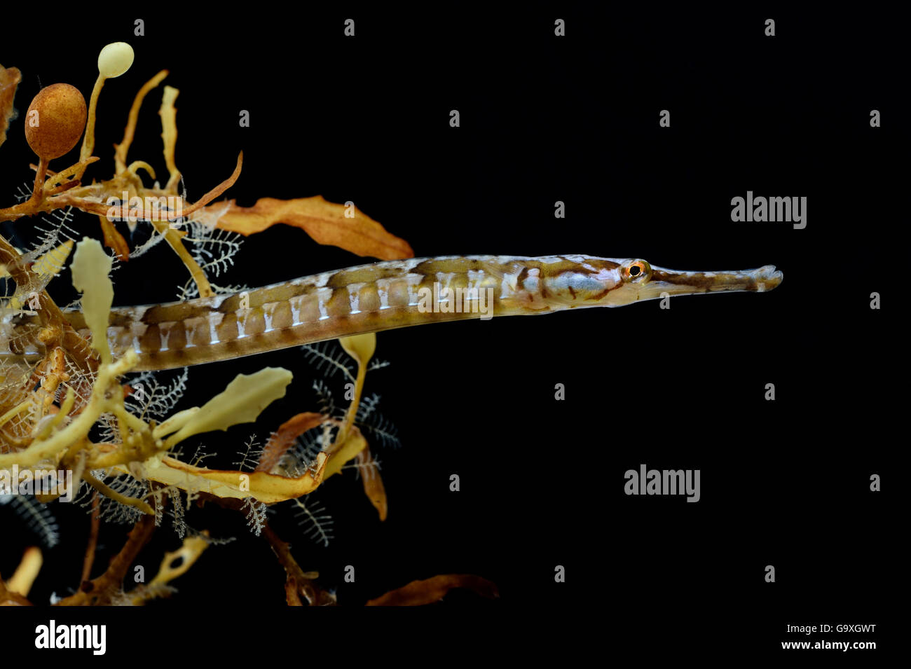 Sargasso weed (Sargassum fluitans) with Pugnose Pipefish (Syngnathus ...