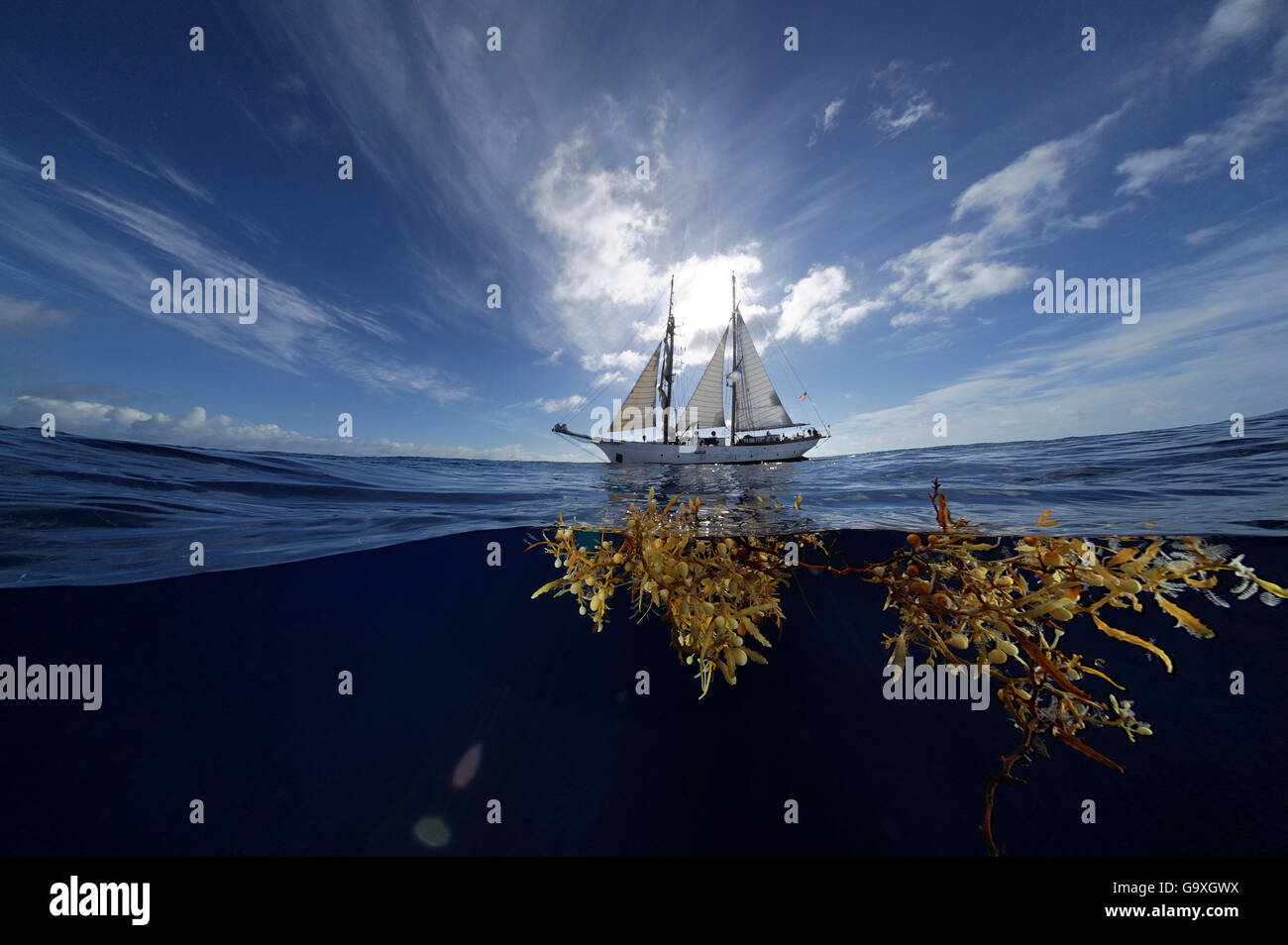 Sargasso Weed (Sargassum fluitans) and Corwith Cramer, a 134-foot steel ...