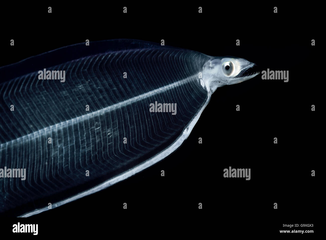 Eel (Anguilla leptocephali) larva, Sargasso Sea, Bermuda Stock Photo ...