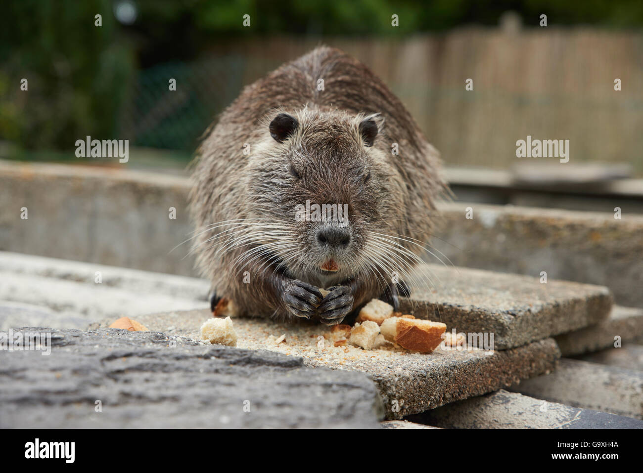 River rat at lunch Stock Photo - Alamy