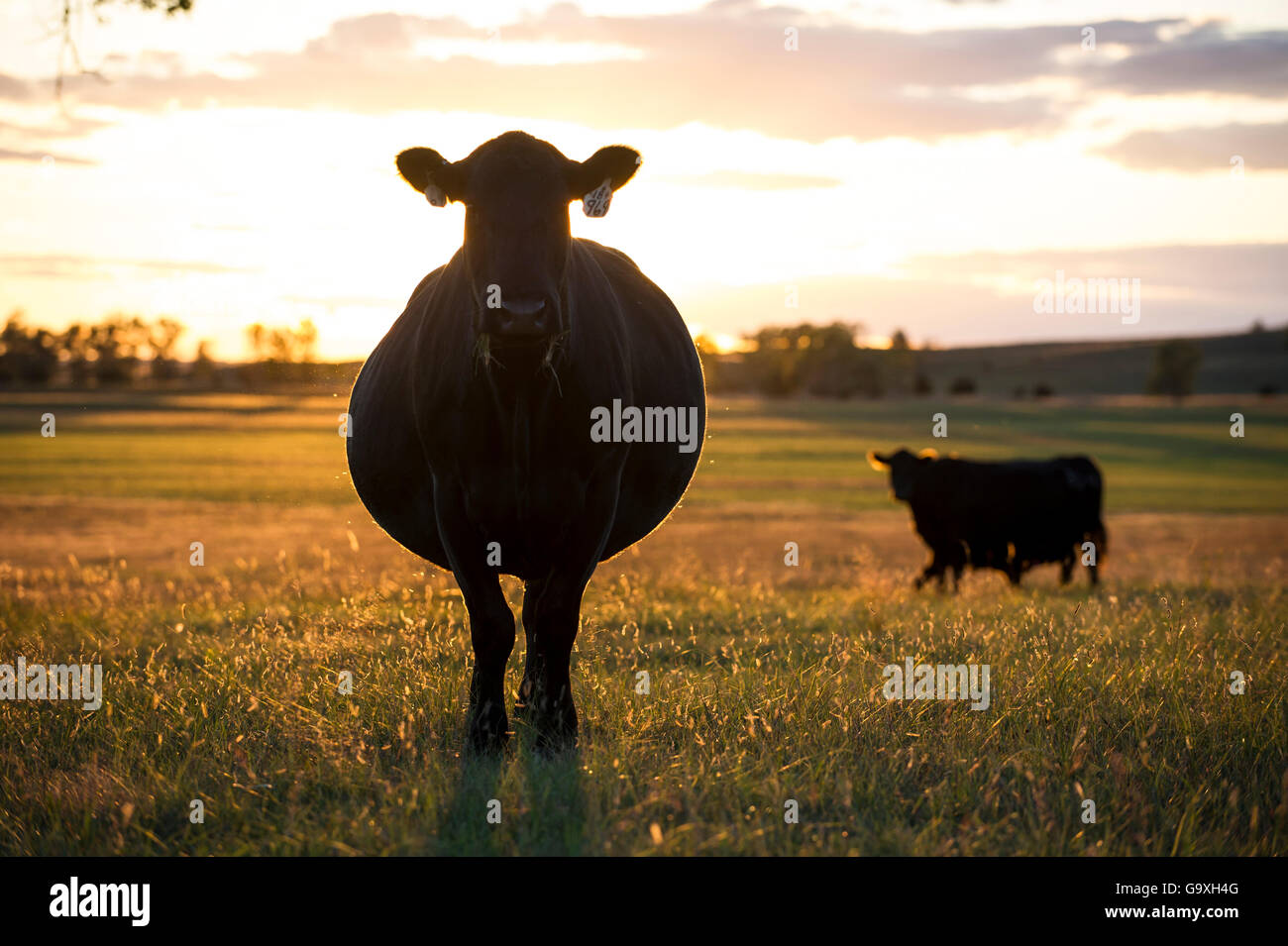 North american cattle ranches hi-res stock photography and images - Alamy