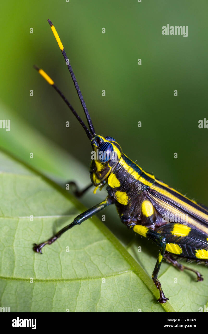 Brightly coloured cricket (Rhopsotettix consummatus) in rainforest ...