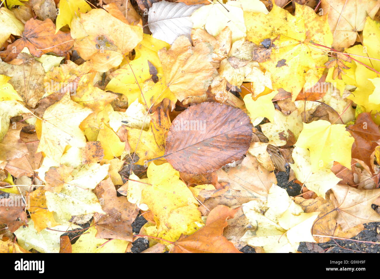 A colourful mixture of bright Autumn leaves on the ground Stock Photo ...