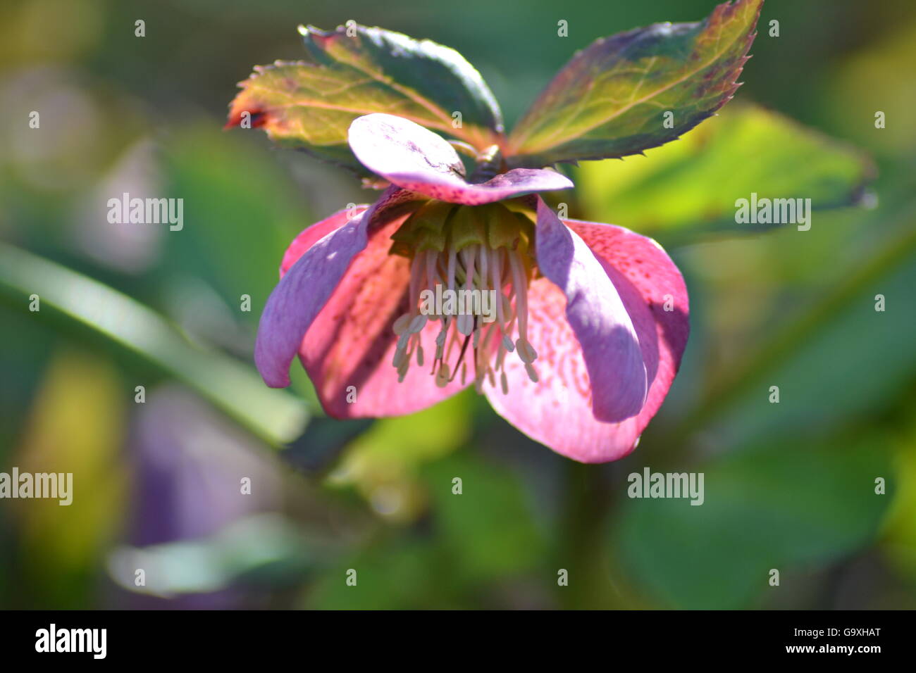 a single pink Christmas rose, in the sunshine, with green foliage Stock ...