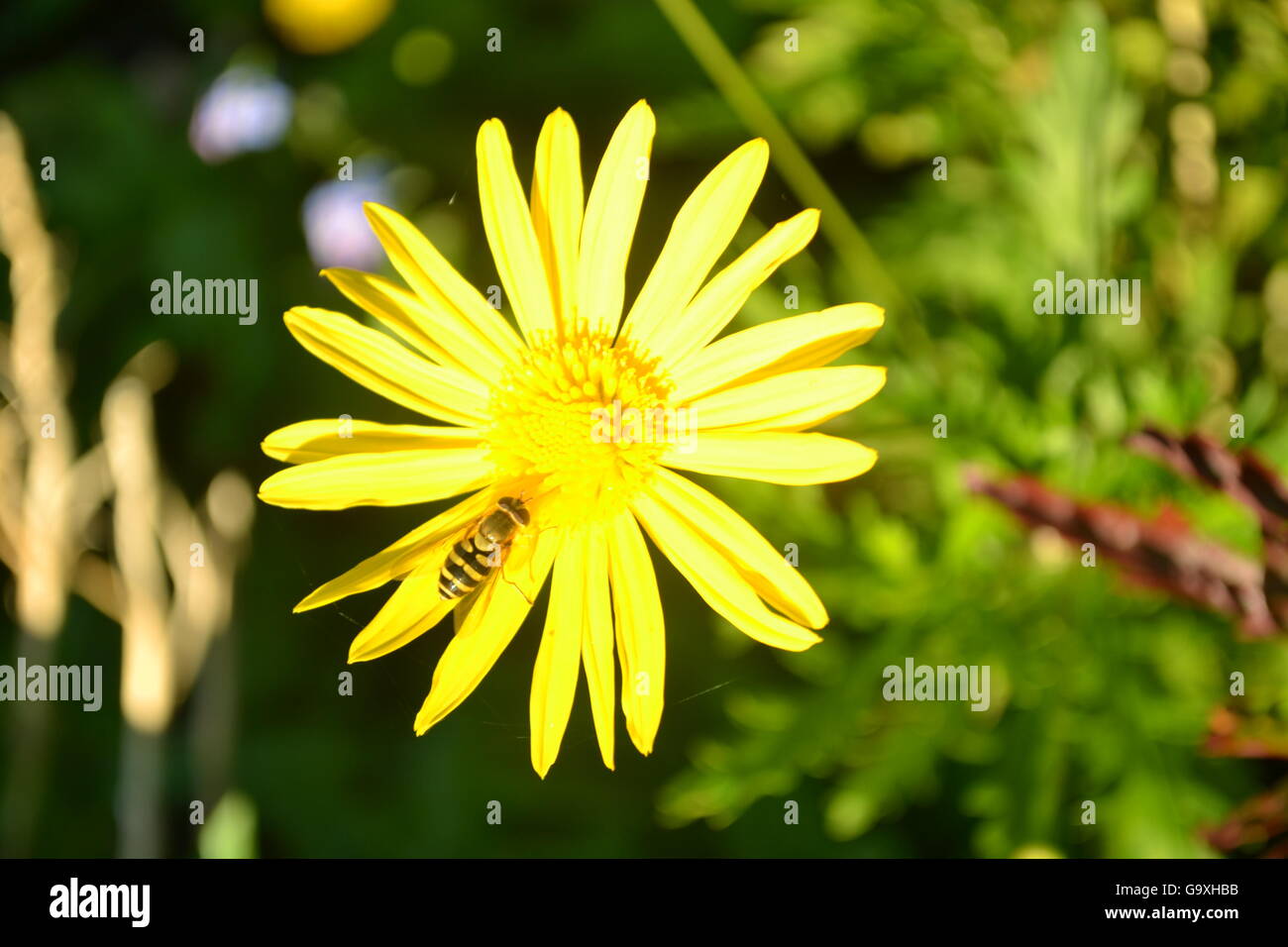 Bright yellow daisy flower with a honey bee, in the garden, close up ...
