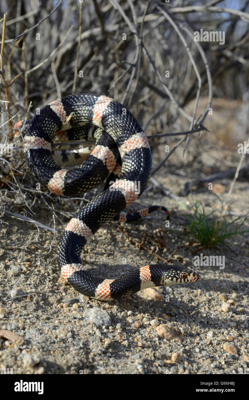 Long-nosed snake (Rhinocheilus lecontei) in bush, Panamint mountains ...