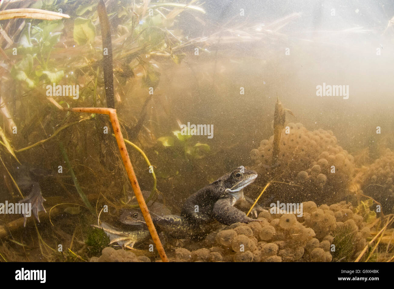 Frogs spawn uk underwater hi-res stock photography and images - Alamy