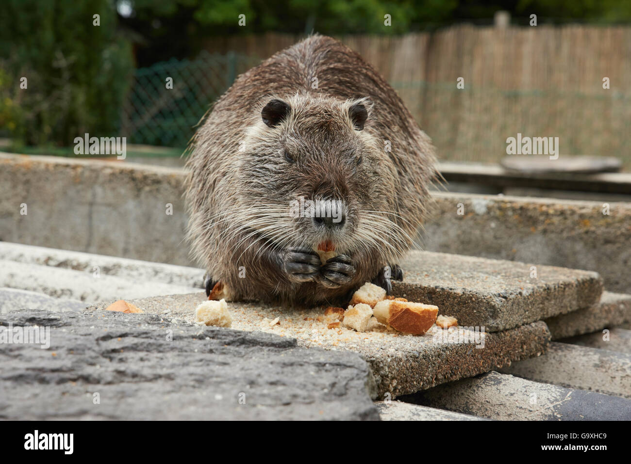 River rat at lunch Stock Photo - Alamy