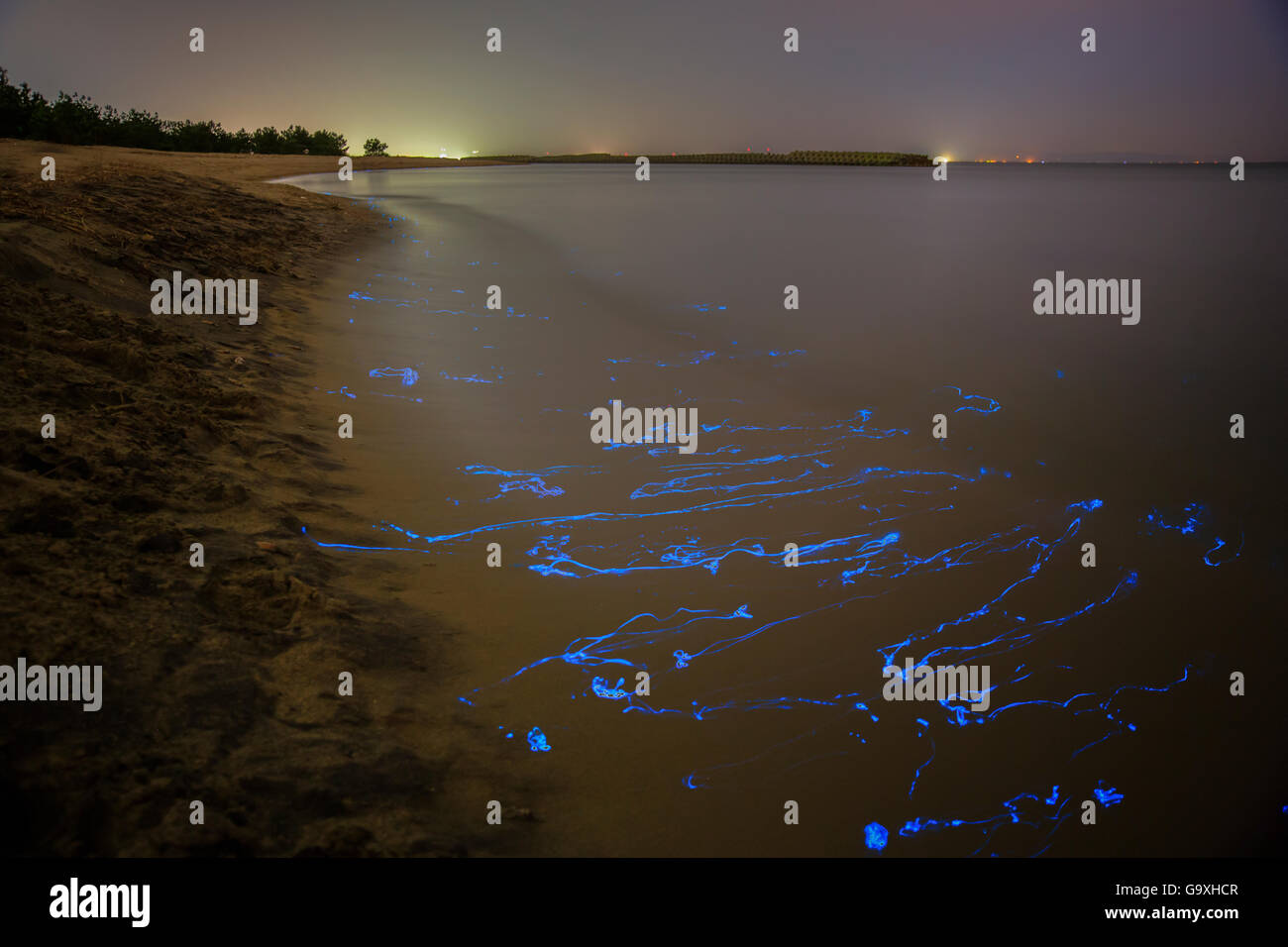 Firefly squid mating hi-res stock photography and images - Alamy