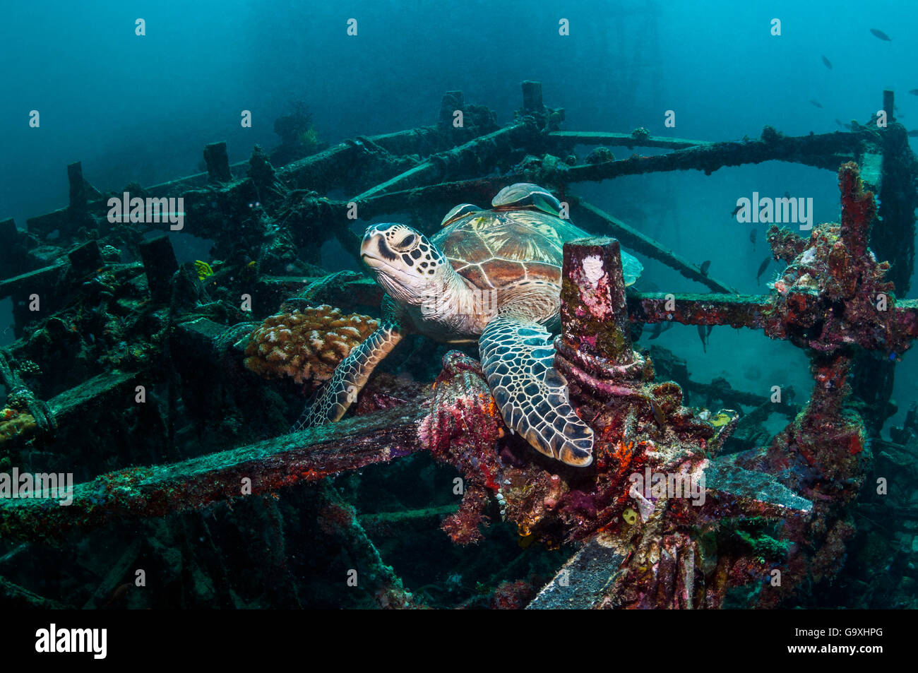 Artificial sea turtles hi-res stock photography and images - Alamy