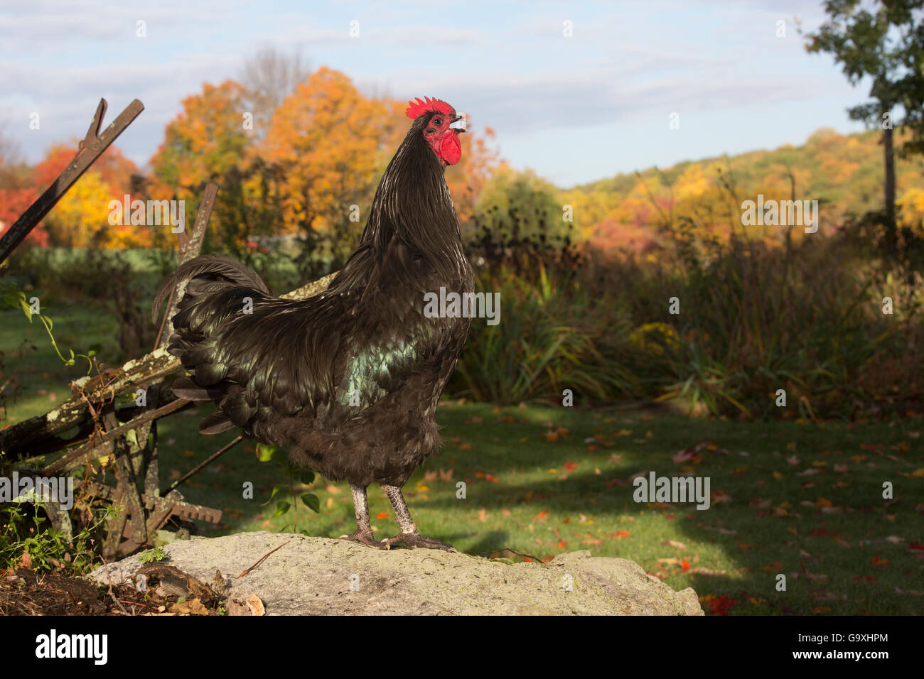 Black australorp hi-res stock photography and images - Alamy