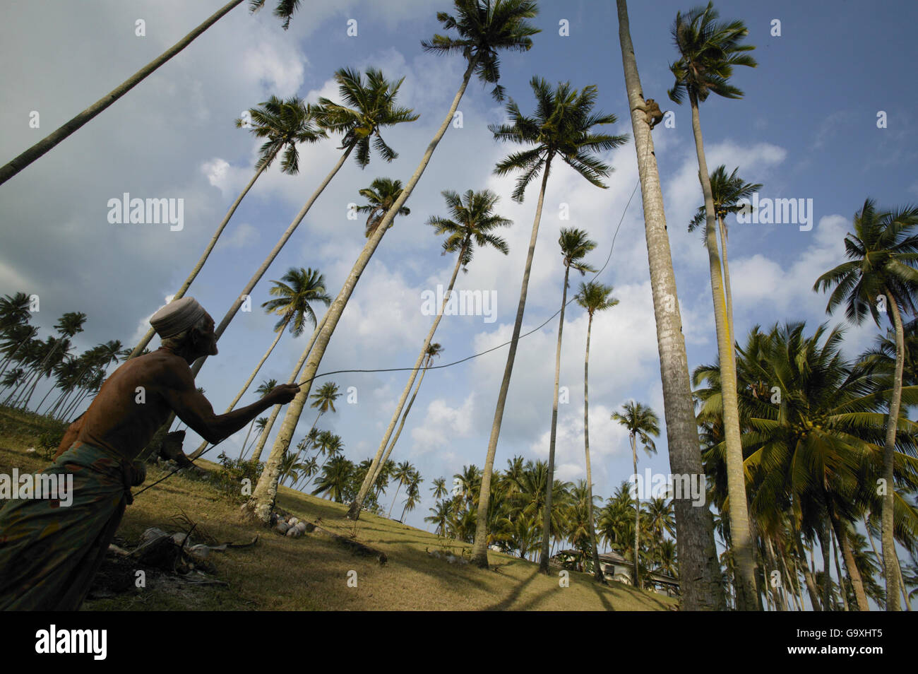 Southern pig-tailed macaque (Macaca nemestrina) trained to pick ...