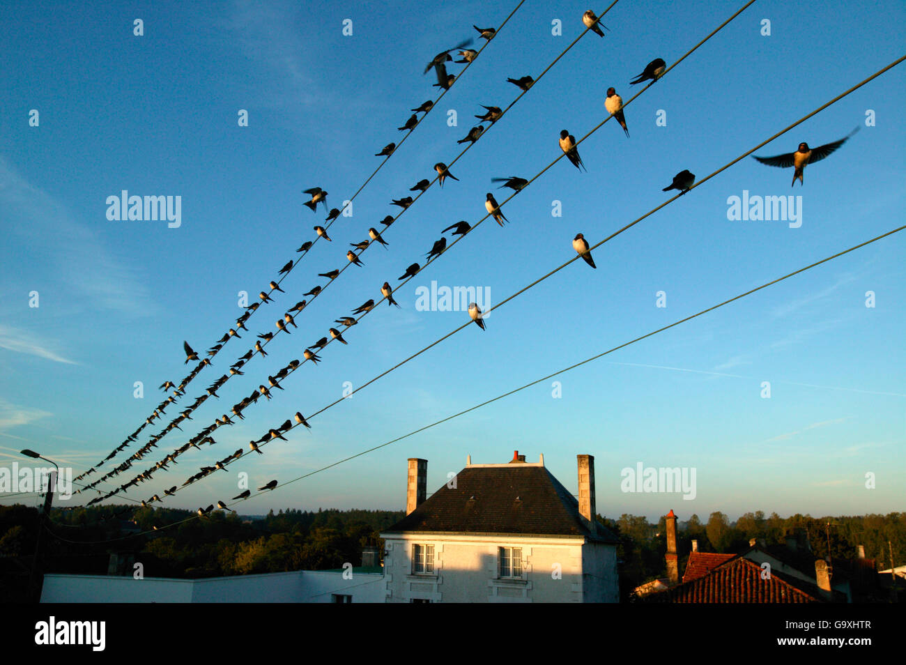 Flock of Barn swallows (Hirundo rustica) perched on power lines during ...
