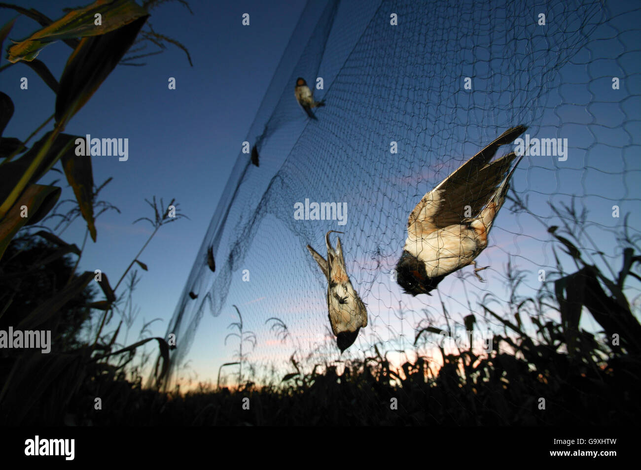 Caught in mist nets hi-res stock photography and images - Alamy