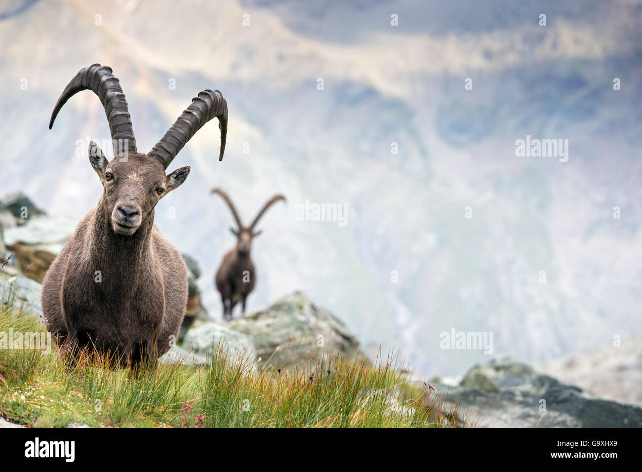 Alpine ibex italy hi-res stock photography and images - Alamy