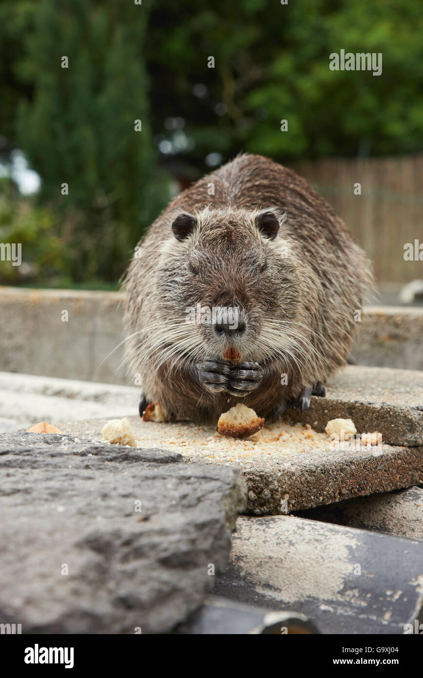 River rat at lunch Stock Photo - Alamy
