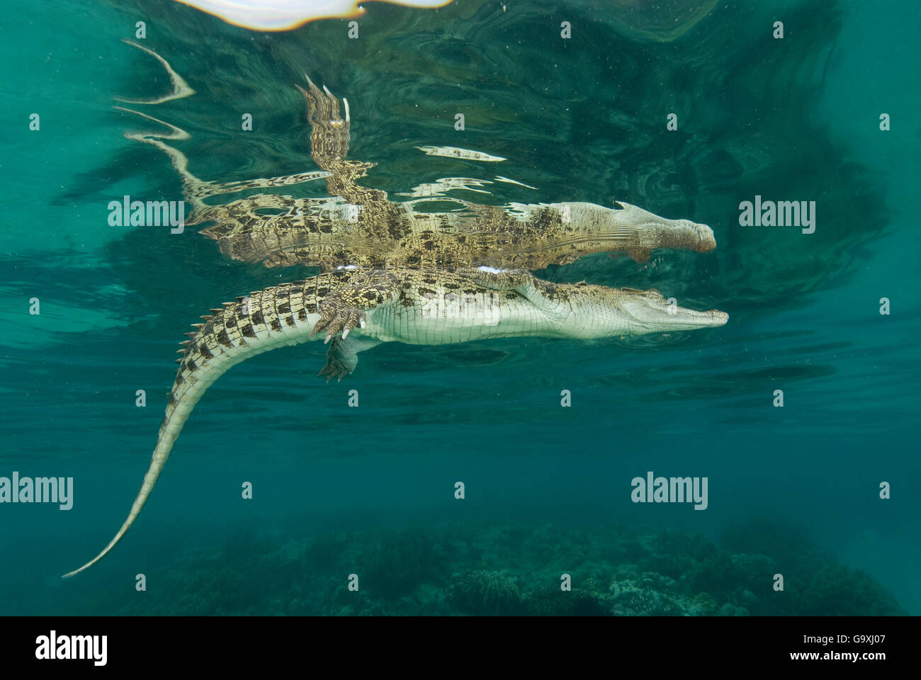 Saltwater crocodile (Crocodylus porosus) swimming at the surface ...