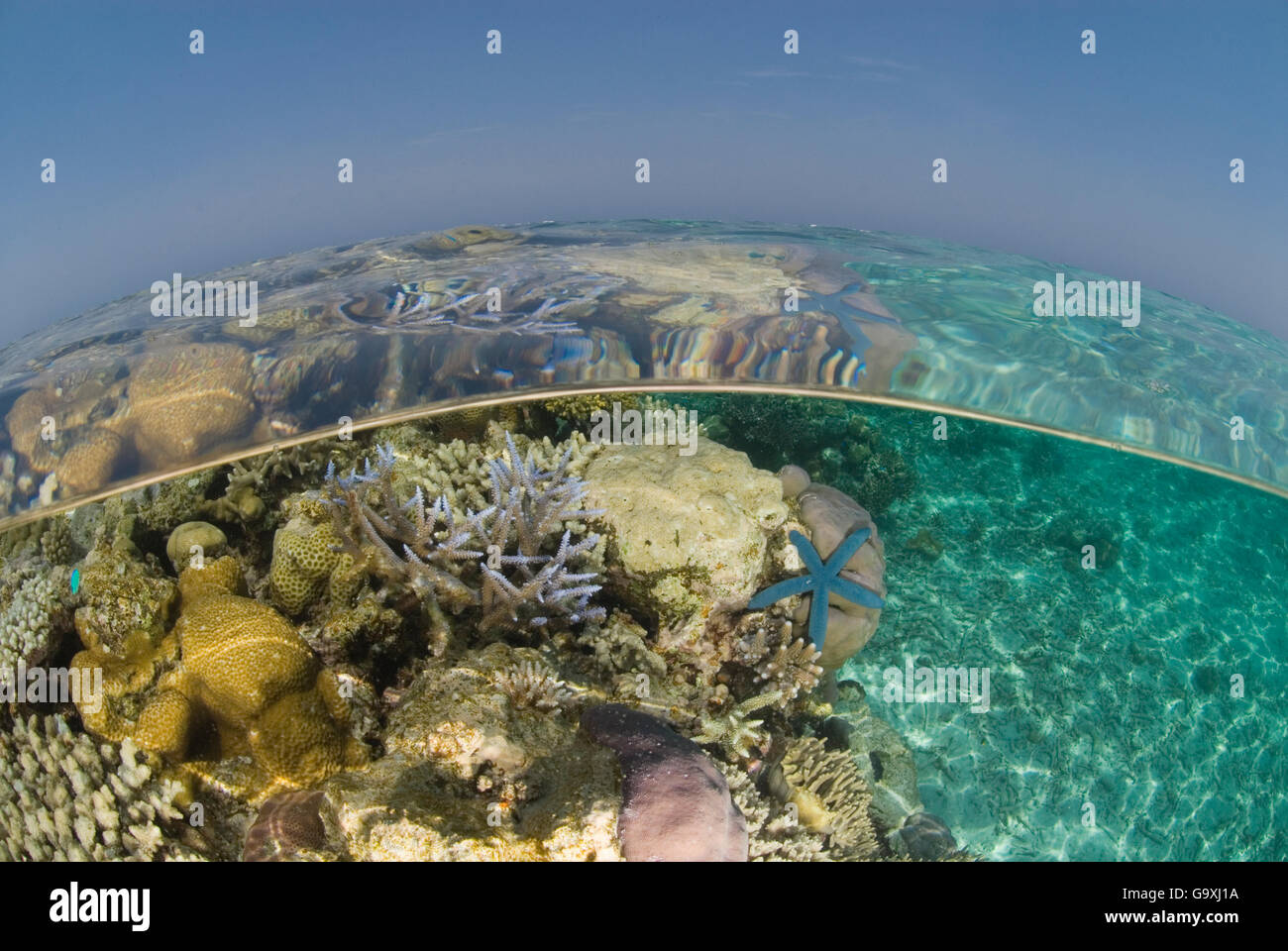 Coral reef australia hi-res stock photography and images - Alamy