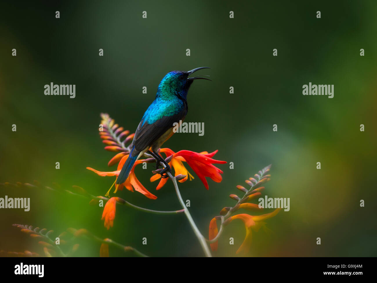 Regal sunbird (Nectarinia regia) on flower, Nyungwe National Park ...