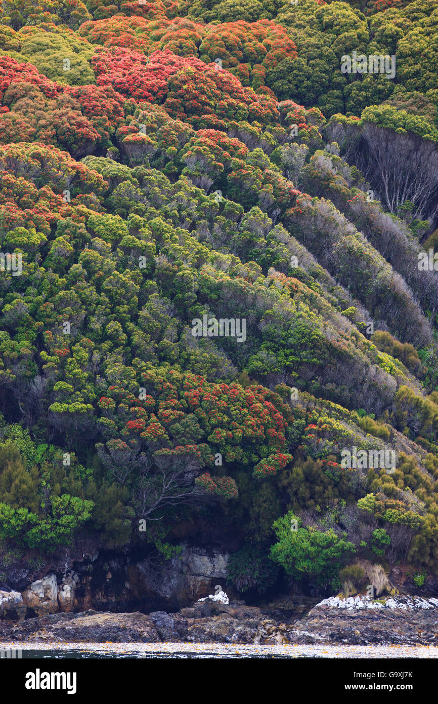 Southern rata (Metrosideros umbellata) forest, Auckland Island, Sub ...