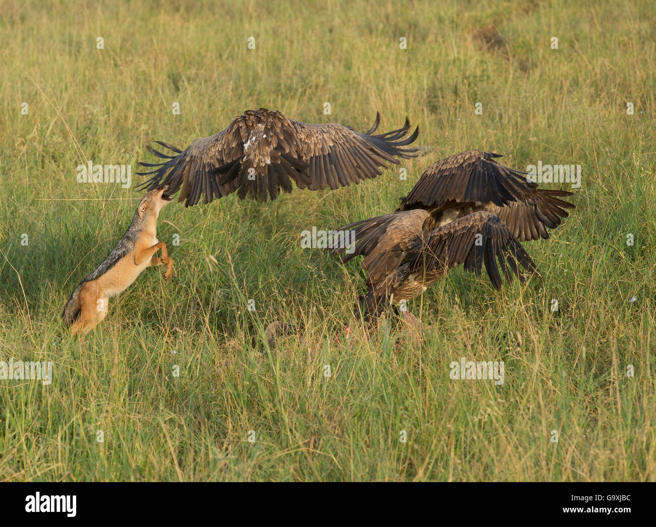 Vultures feeding fighting hi-res stock photography and images - Alamy
