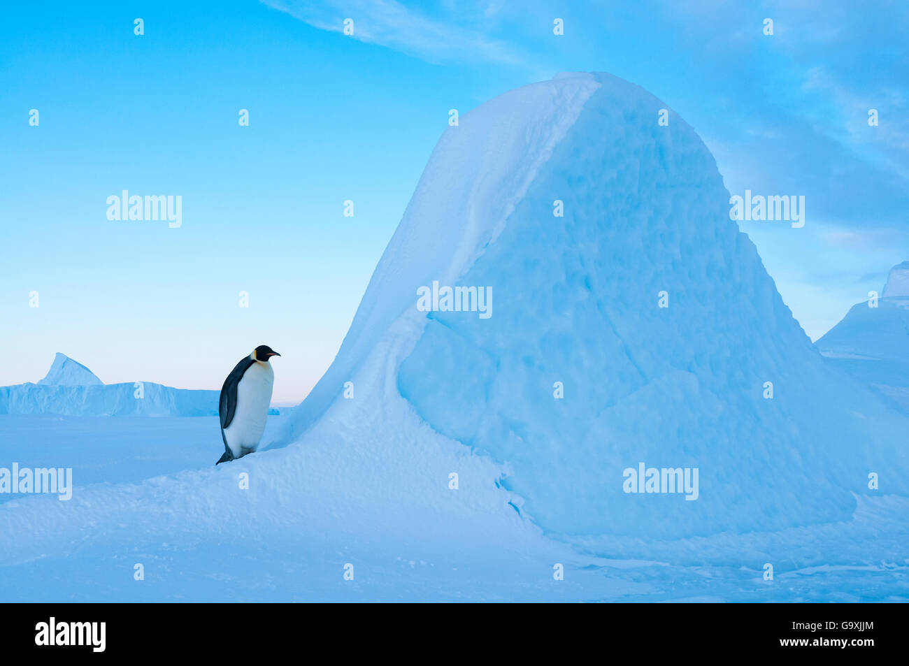 Emperor penguin (Aptenodytes forsteri), Amanda Bay, Prydz Bay, Ingrid ...