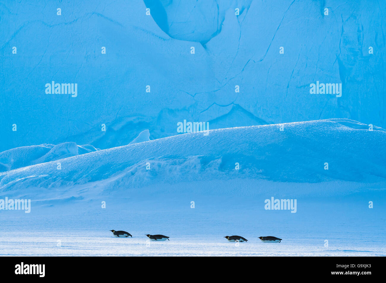 Emperor penguin (Aptenodytes forsteri) tobogganing, Amanda Bay, Prydz ...