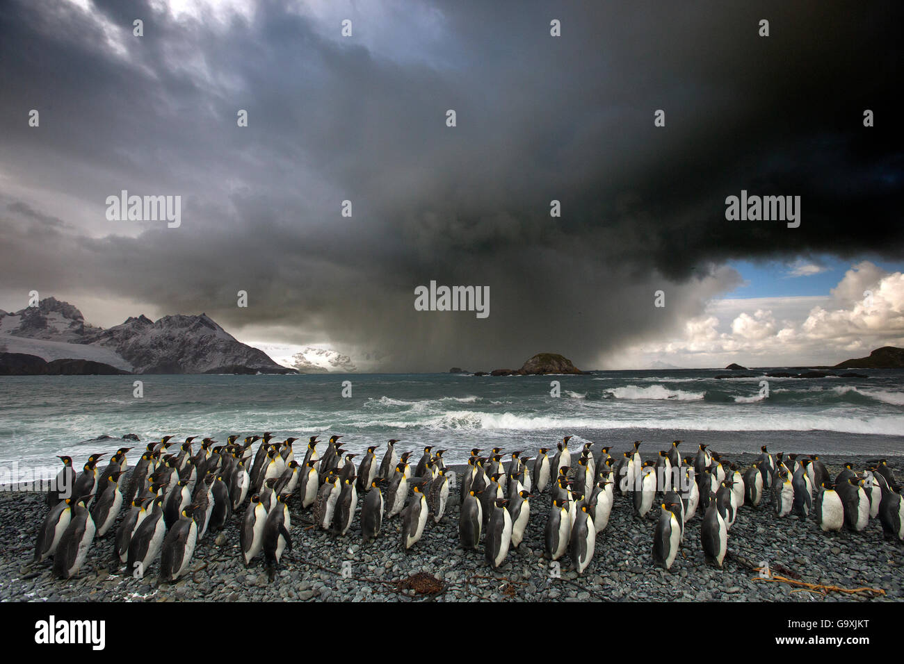 Penguin storm antarctica hi-res stock photography and images - Alamy