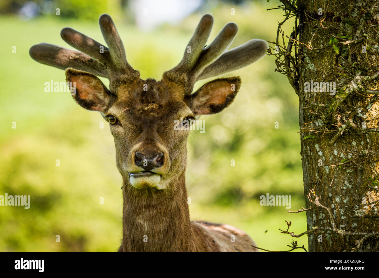 Deer gaze hi-res stock photography and images - Alamy
