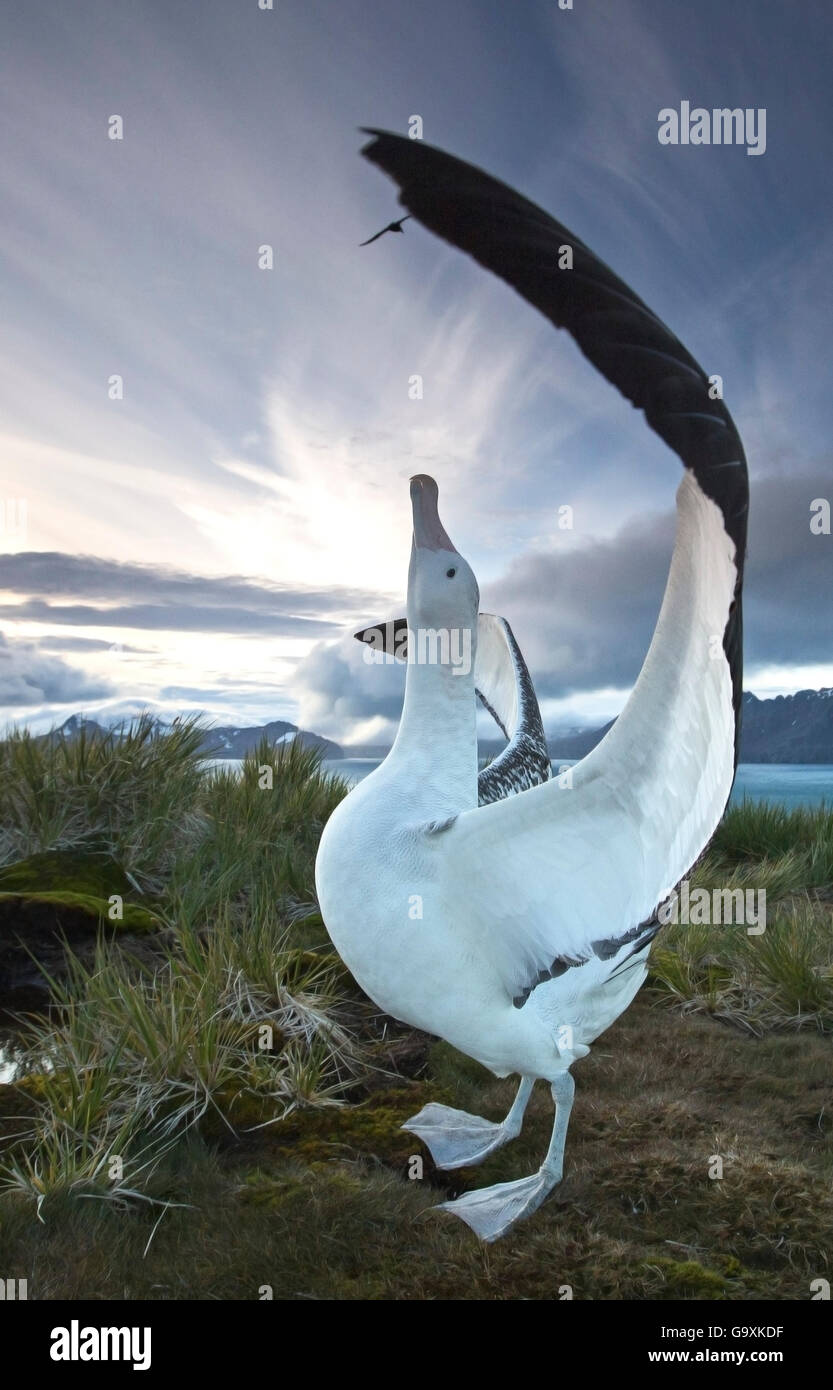 Wandering albatross (Diomedea exulans), engaged in mating display ...