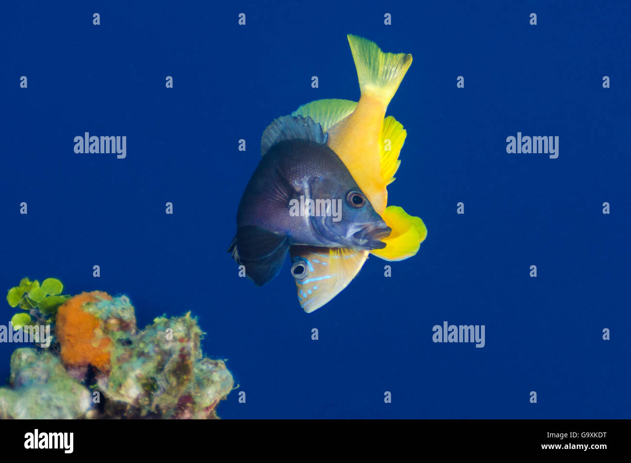 Black hamlet (Hypoplectrus nigricans) and Yellowbelly hamlet ...