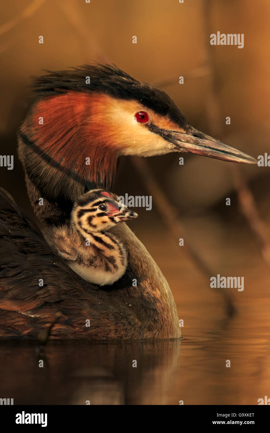 Grebe babies hi-res stock photography and images - Alamy