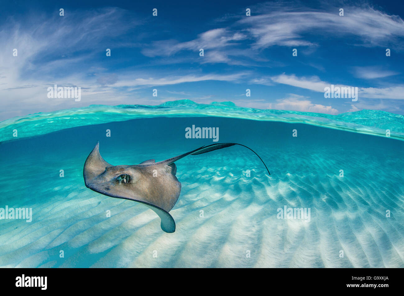 A split level image of Southern stingray (Dasyatis americana) swimming ...