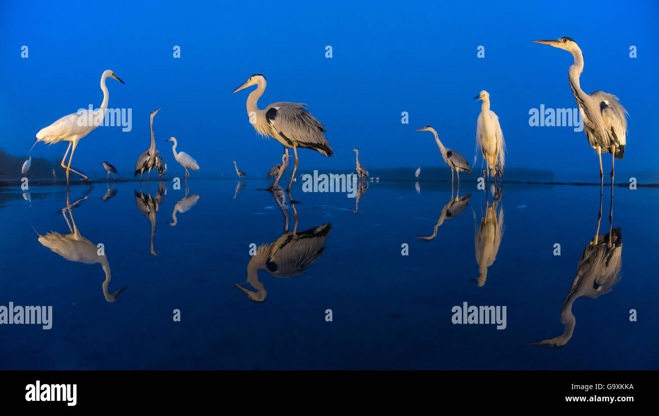 Little egret (Egretta garzetta) and Grey herons (Ardea cinerea ...