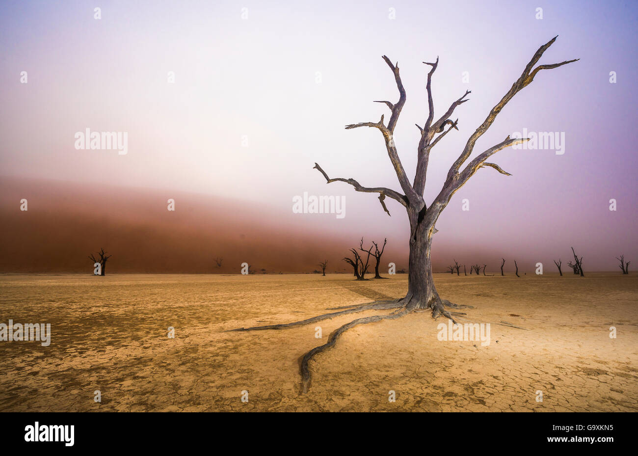 Ancient dead camelthorn trees vachellia erioloba with red dunes hi-res ...