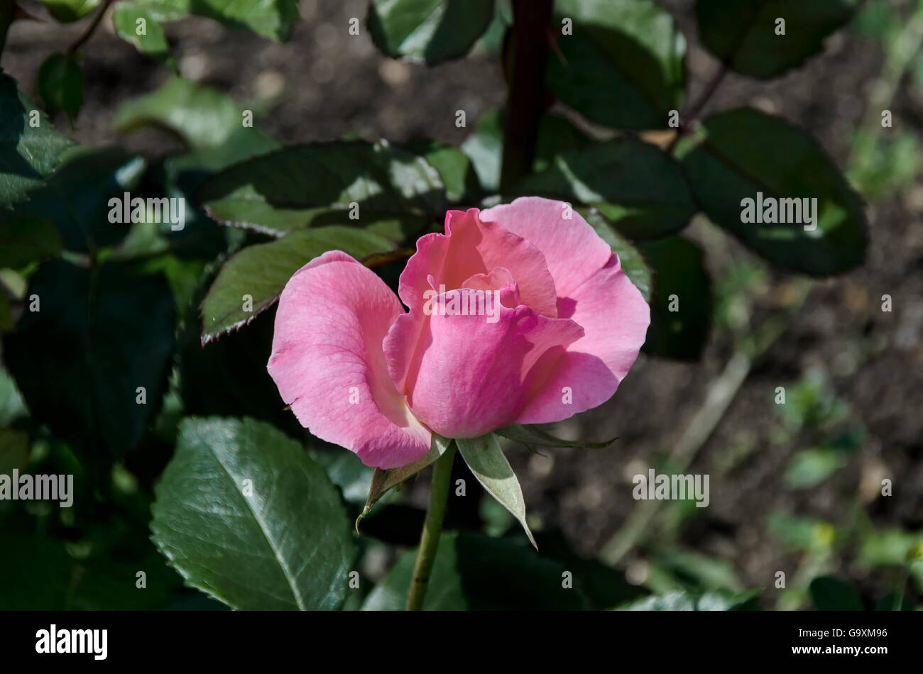 Pink rose bush in bloom at natural outdoor garden, Sofia, Bulgaria ...