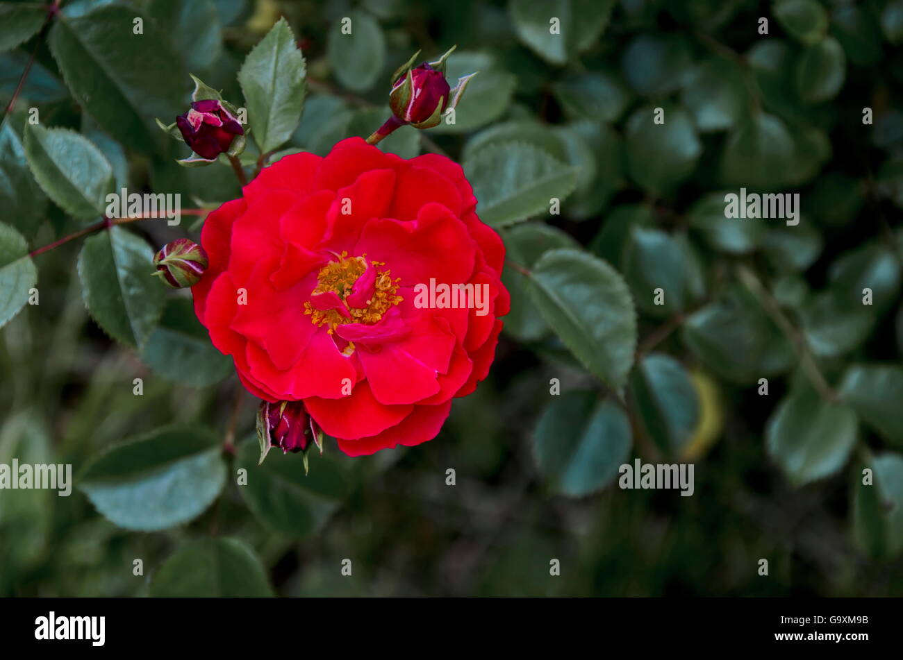 Red rose bush in bloom at natural outdoor garden, Sofia, Bulgaria Stock ...