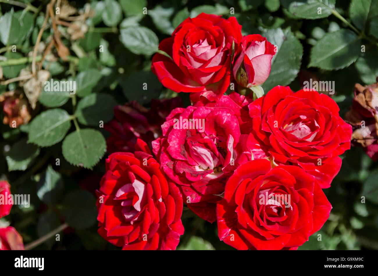 Red rose bush in bloom at natural outdoor garden, Sofia, Bulgaria Stock ...