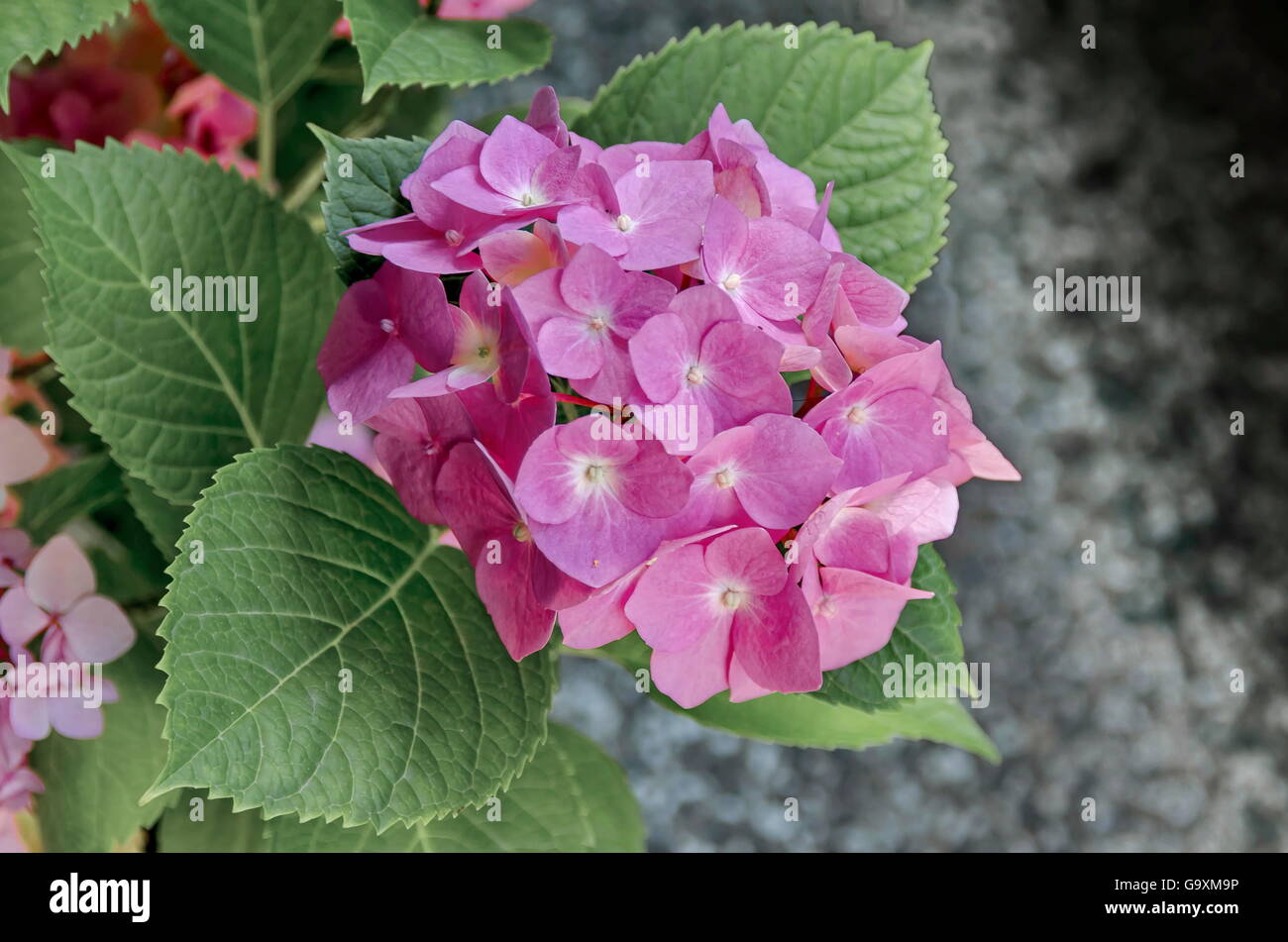 Multiple pink hi-res stock photography and images - Alamy