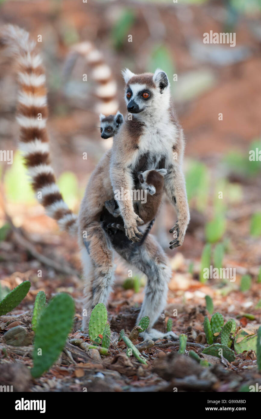 Ring tailed lemur (Lemur catta) mother carrying very young (1-2 week ...